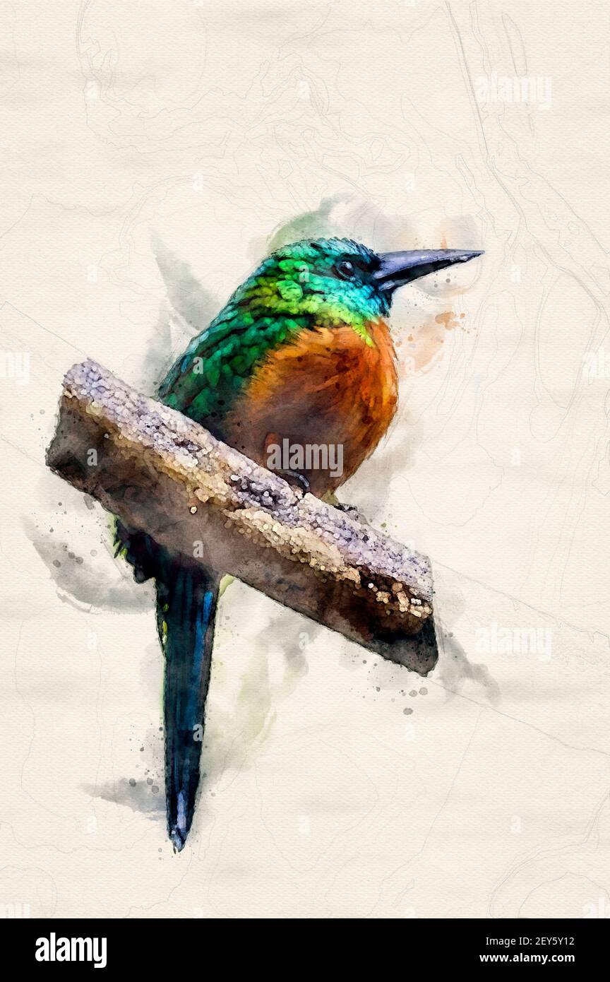 Watercolor animal print hi-res stock photography and images - Alamy