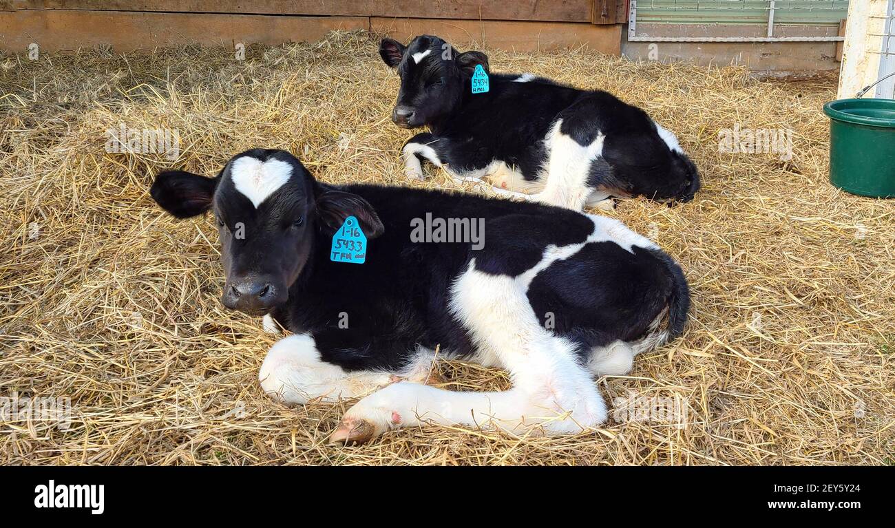 Two 5 Weeks Old Holstein Heifer Bottle Calves Stock Photo - Alamy