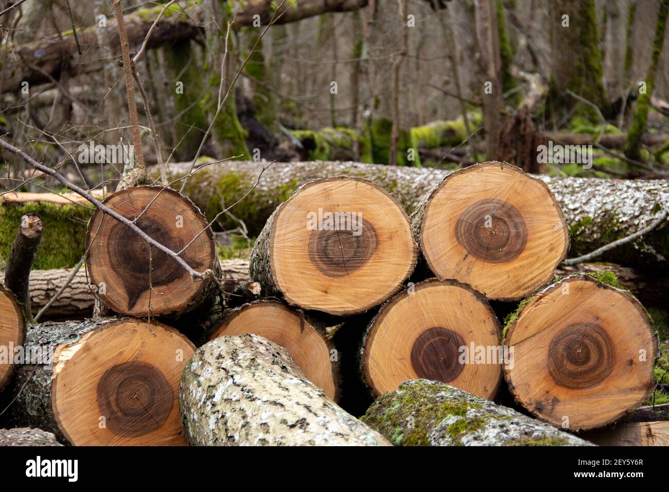 Logs of wood stacked in the forest as part of deforestation Stock Photo ...