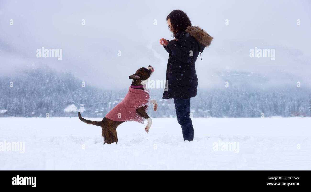 Adorable Boxer Dog playing with her owner in snow Stock Photo - Alamy