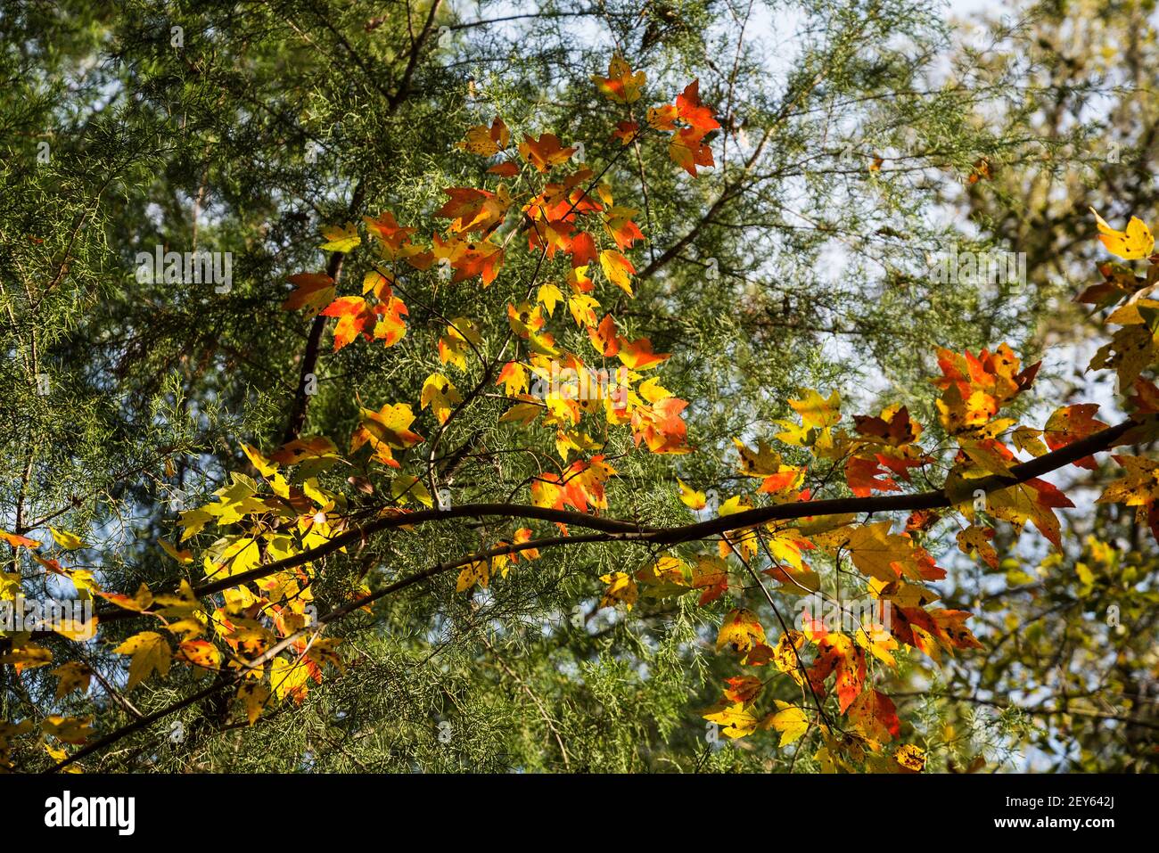 Multi colored tree hi-res stock photography and images - Alamy
