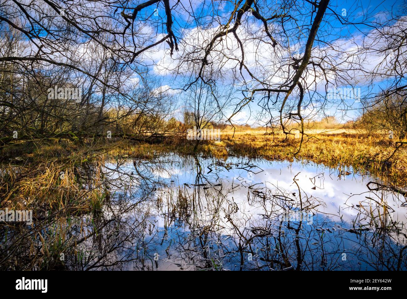 Branches and clouds in the sky are reflected by water in Winnall Moors ...
