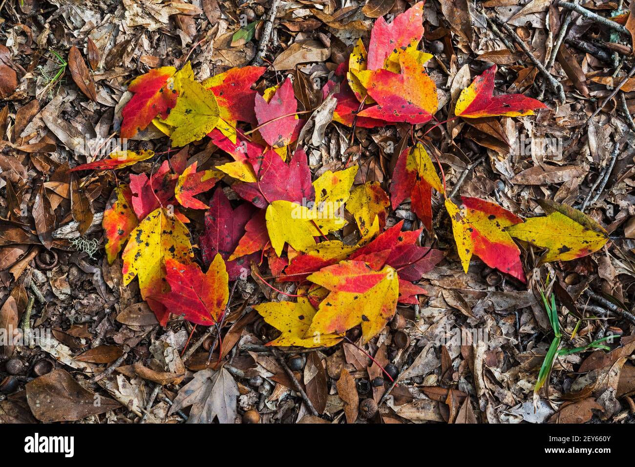 Colorful Autumn leaves of the Florida maple tree or Acer Floridanum in ...
