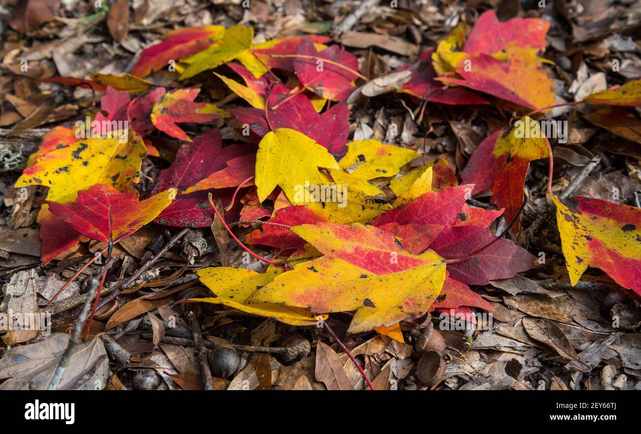 Colorful Autumn leaves of the Florida maple tree or Acer Floridanum in ...