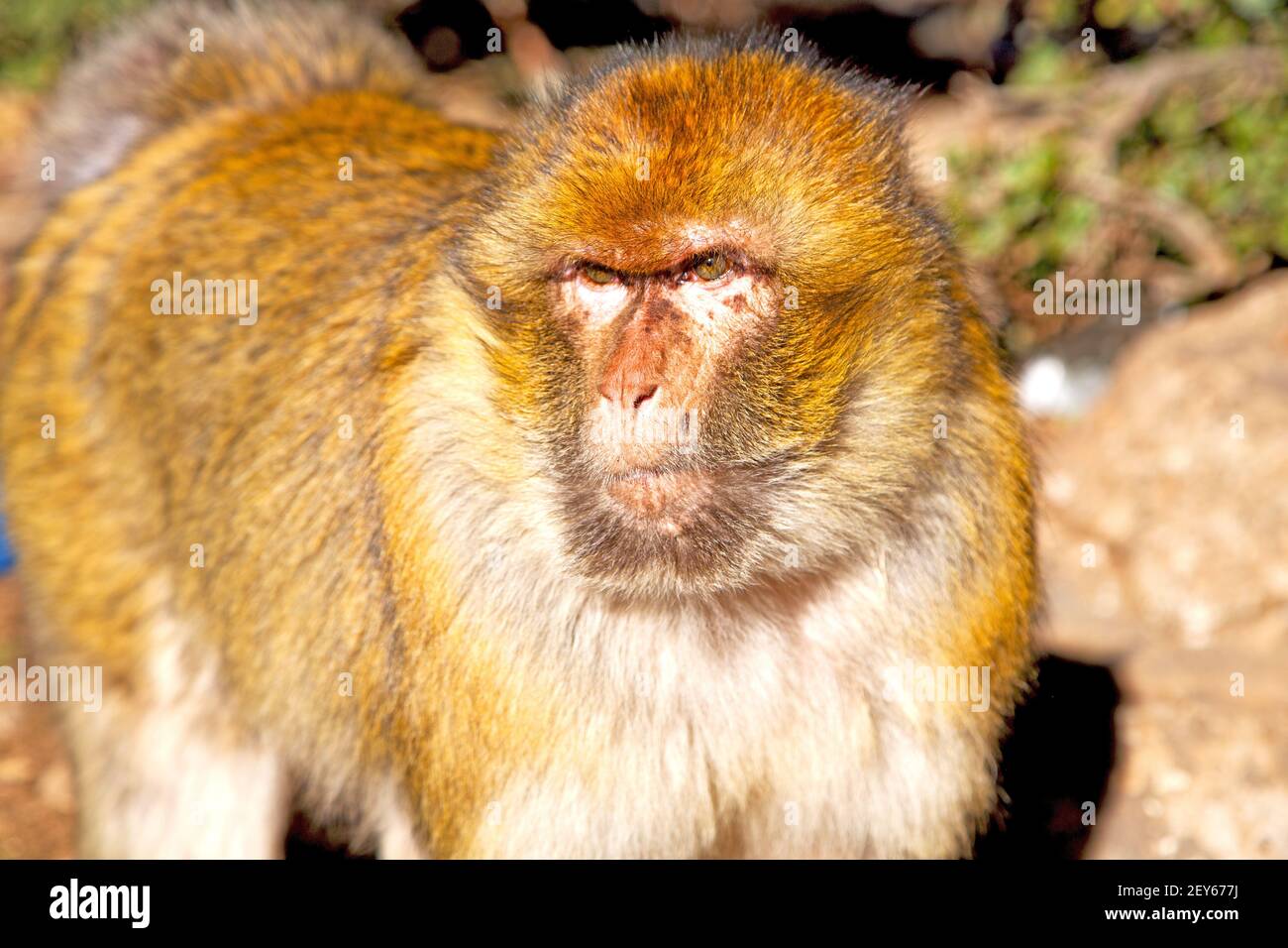 Bush monkey background close up Stock Photo - Alamy