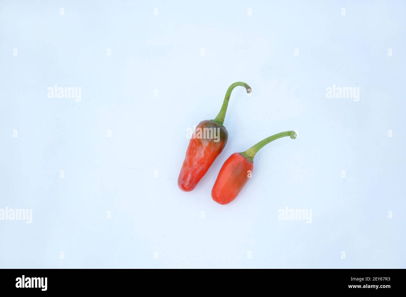 A closeup shot of a pair of red ripe chilies isolated on white ...
