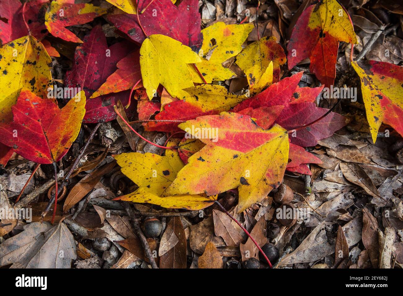 Colorful Autumn leaves of the Florida maple tree or Acer Floridanum in ...