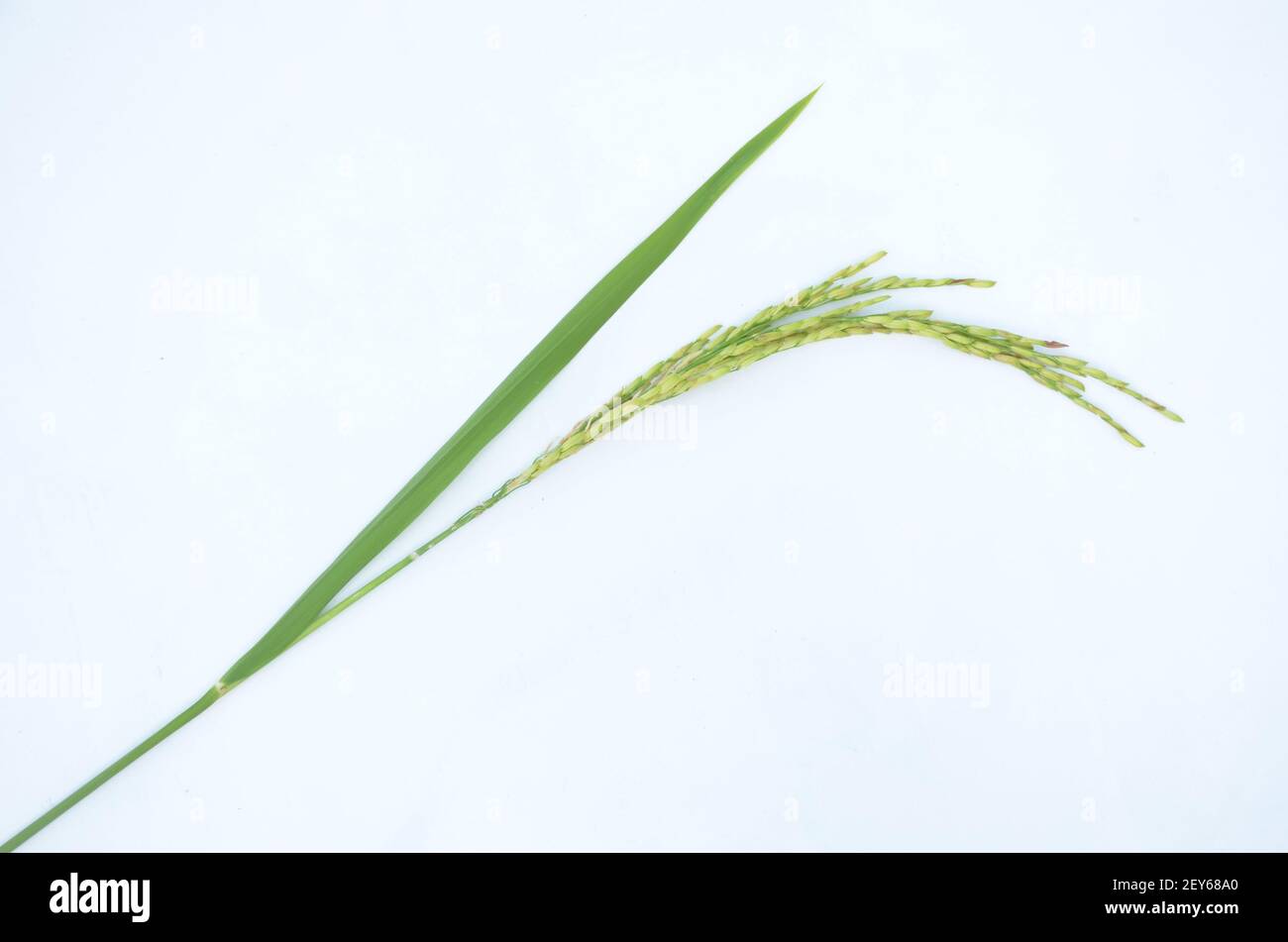 Raw rice green plant hi-res stock photography and images - Alamy