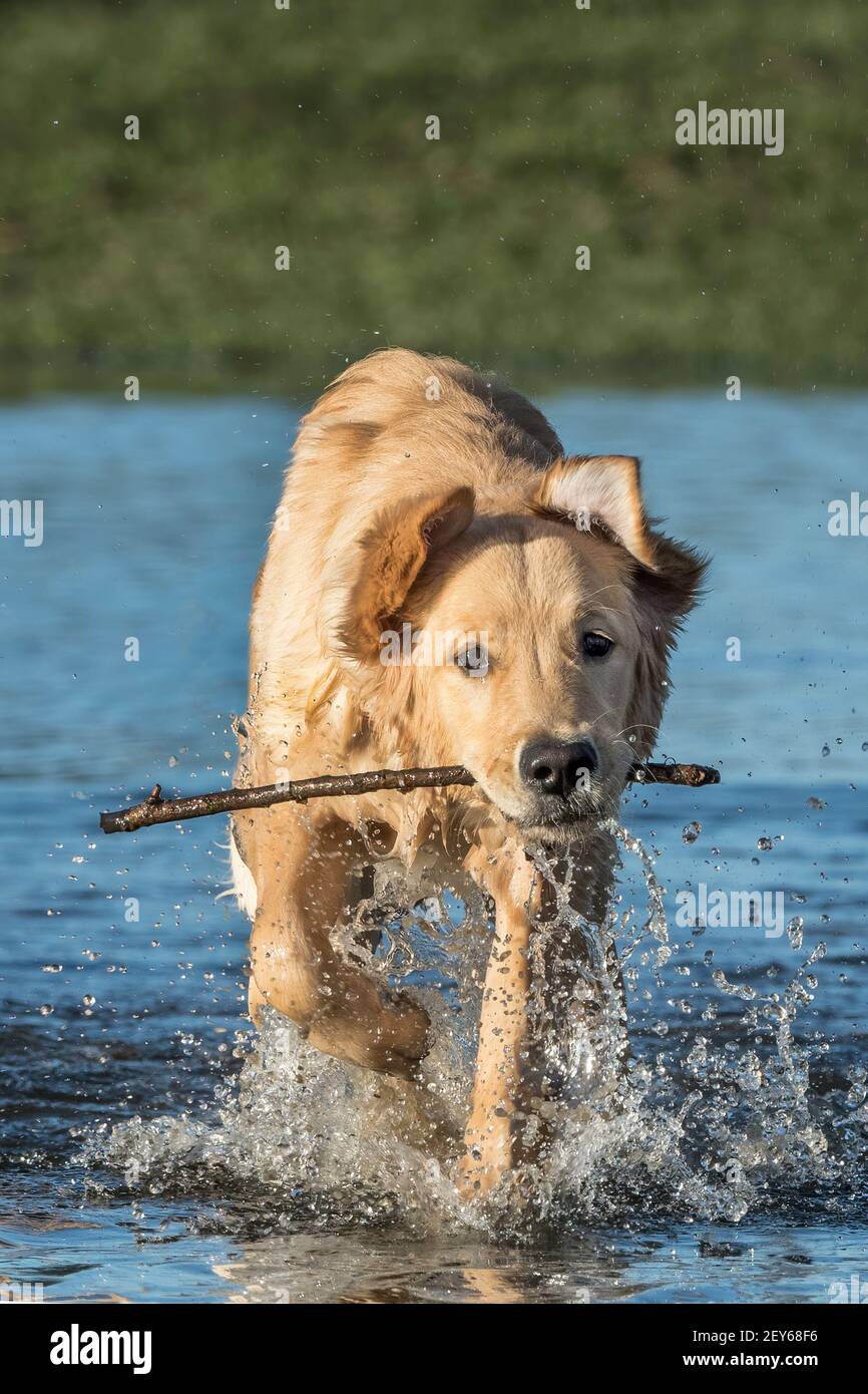 Golden Retriever on a mission collecting stick from the water Stock ...