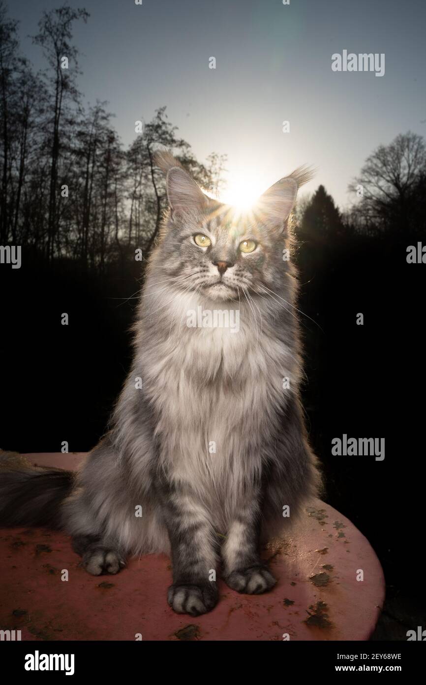 silver tabby maine coon cat sitting on rusty garden table outdoors in ...