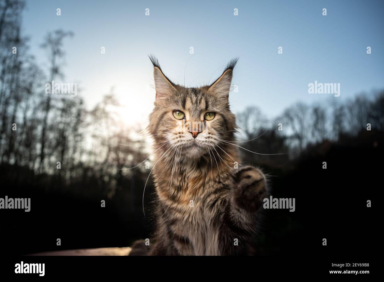 curious maine coon cat lifting paw reaching for camera outdoors in ...