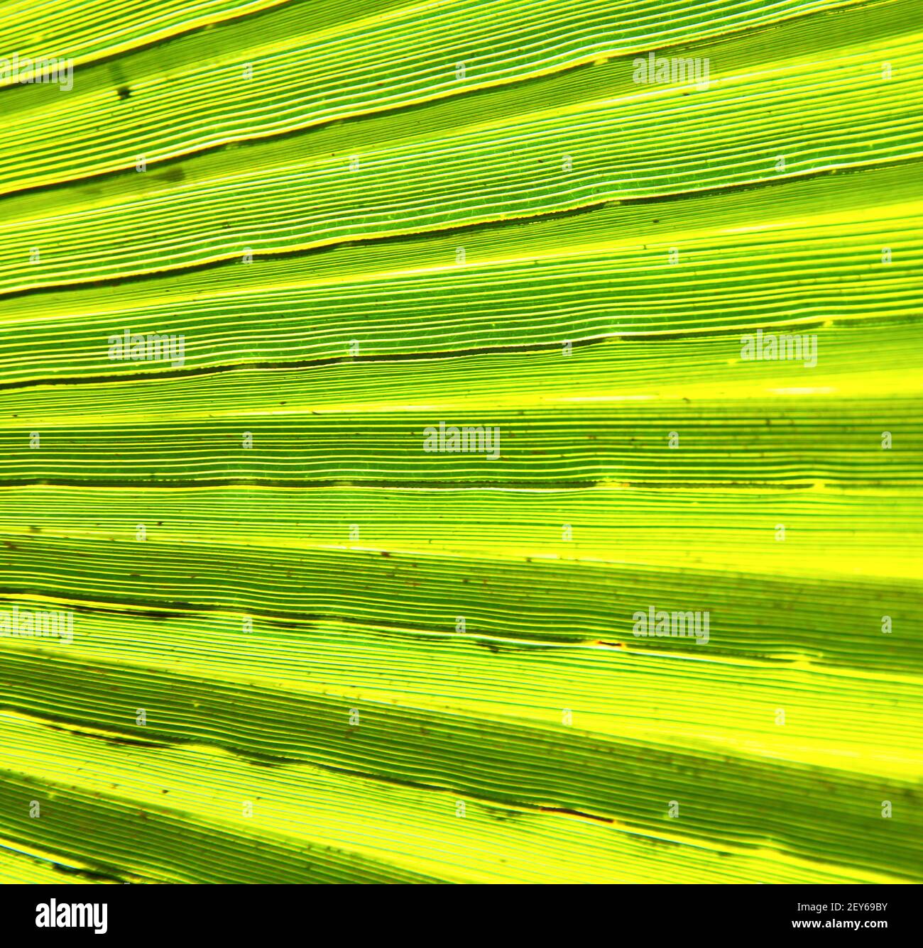 Abstract green leaf in the light and shadow morocco africa Stock Photo ...