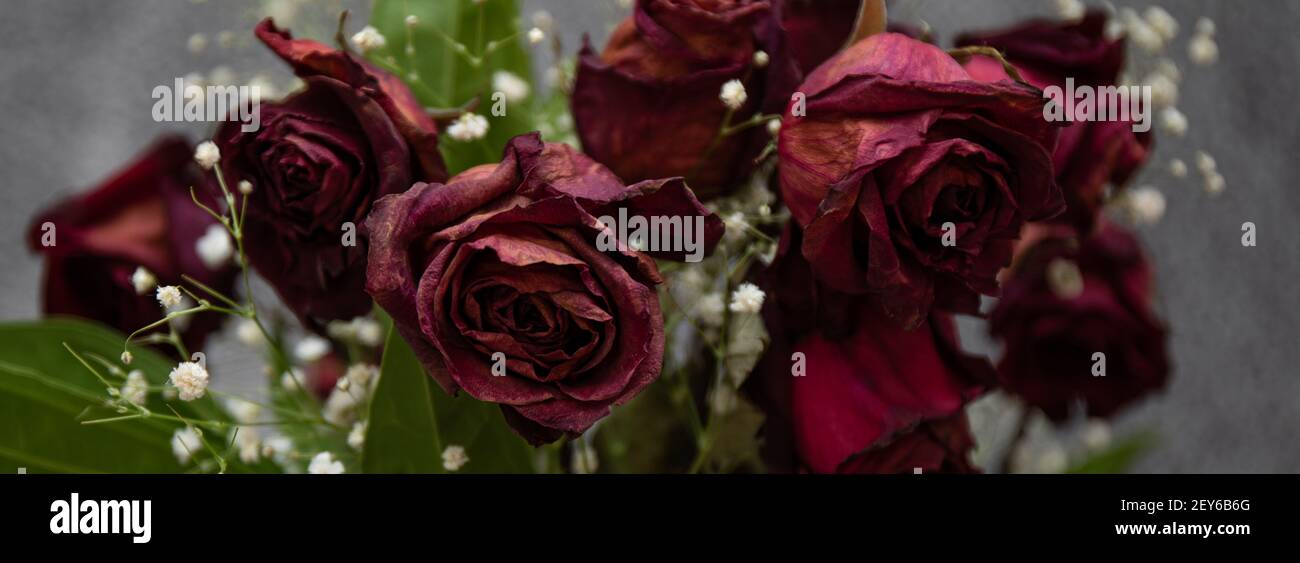 A moody close up of a bouqet of dead red roses dried out and wilted ...