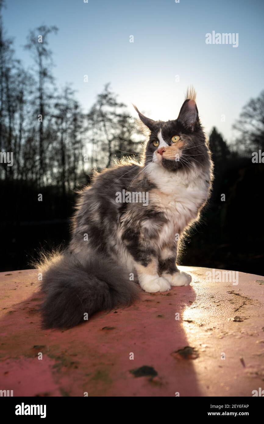 beautiful calico maine coon cat sitting on rusty garden table outdoors ...