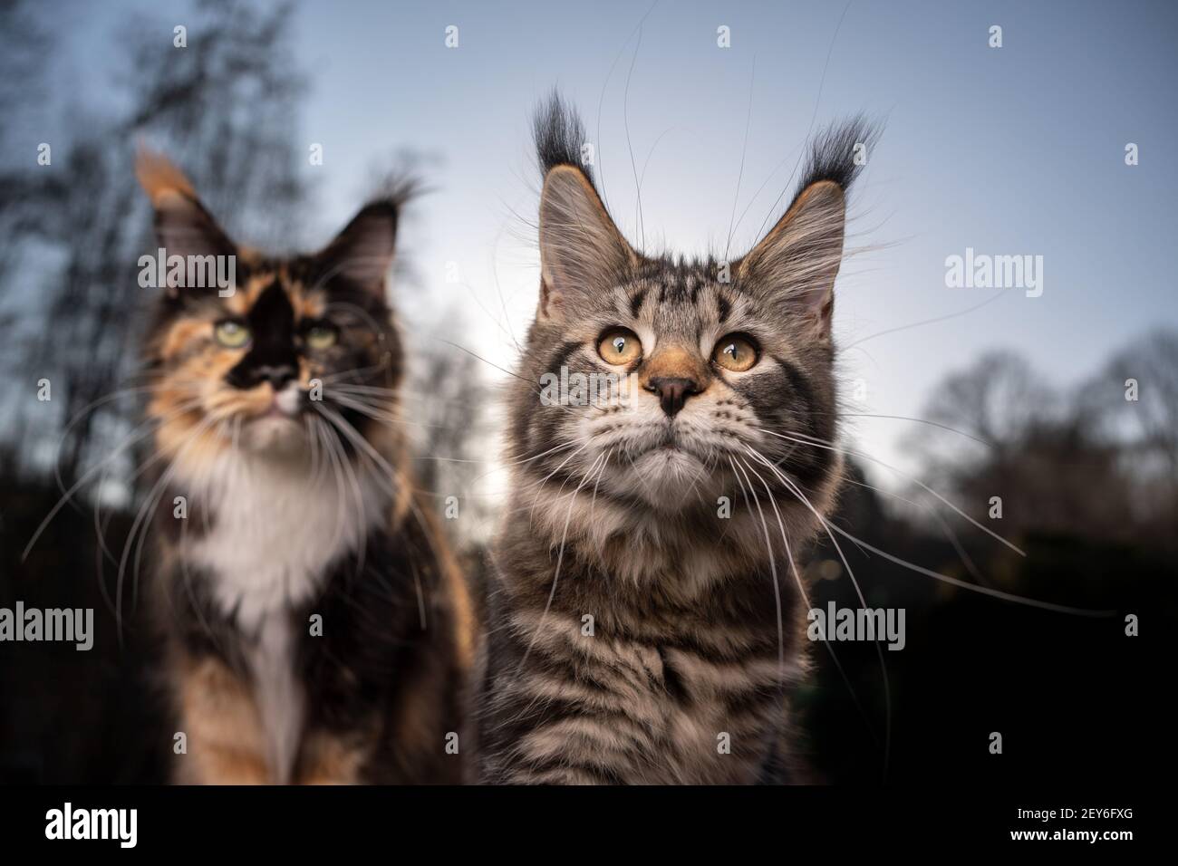 two different maine coon cats side by side outdoors on sunset with ...