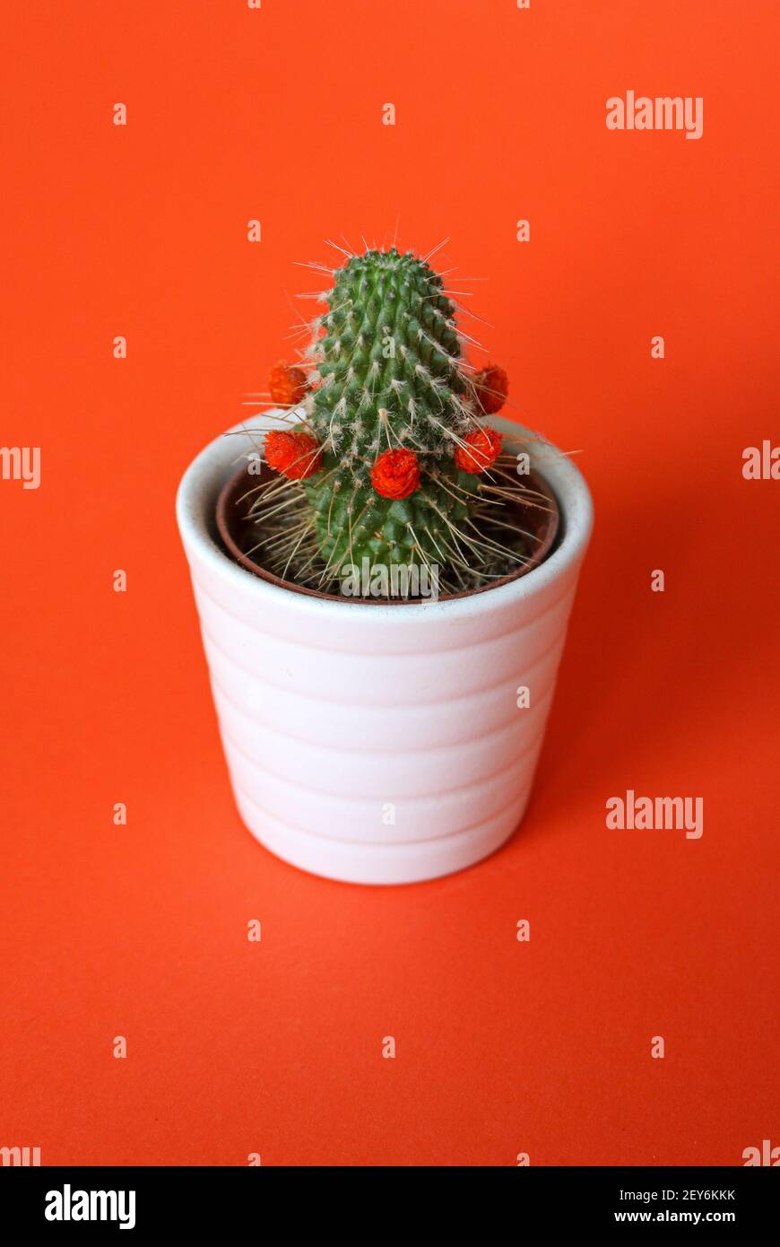 Potted cactus hi-res stock photography and images - Alamy