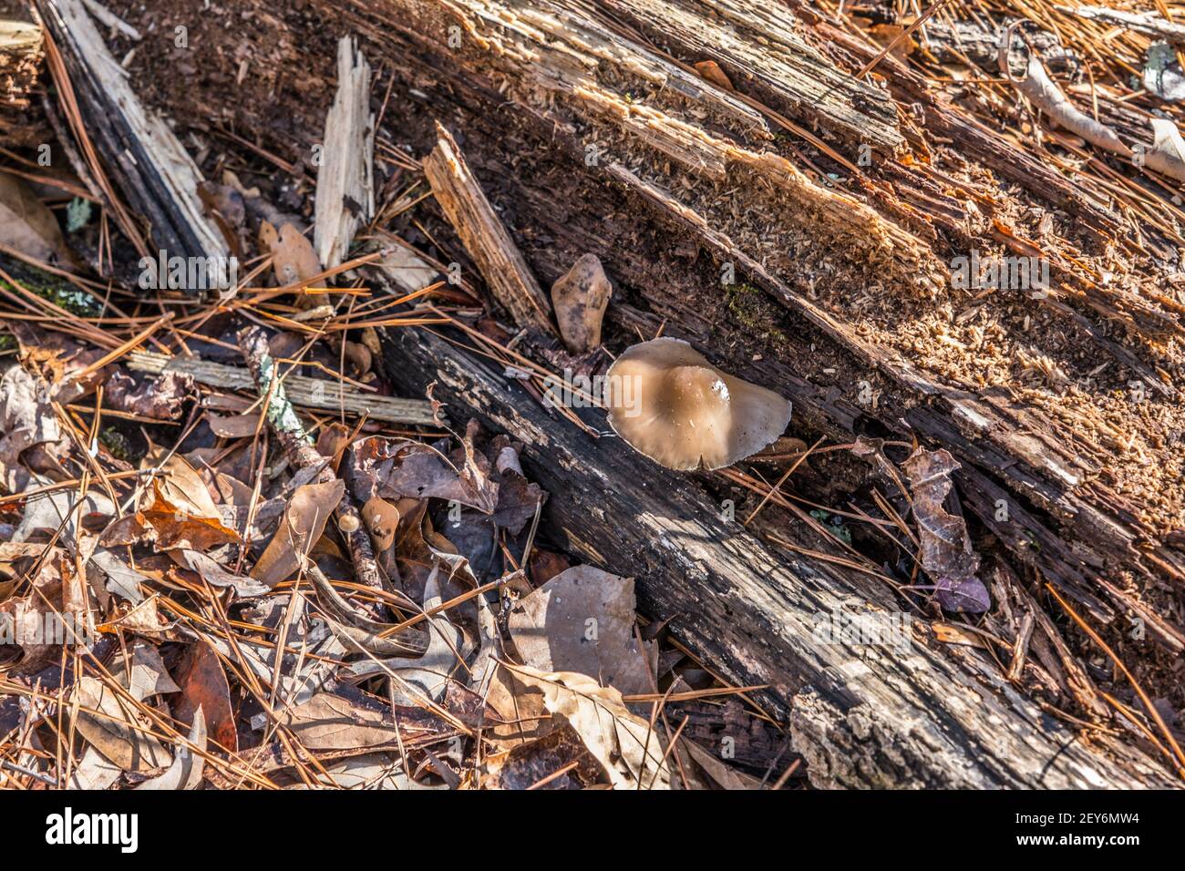 Log laying on the ground hi-res stock photography and images - Alamy