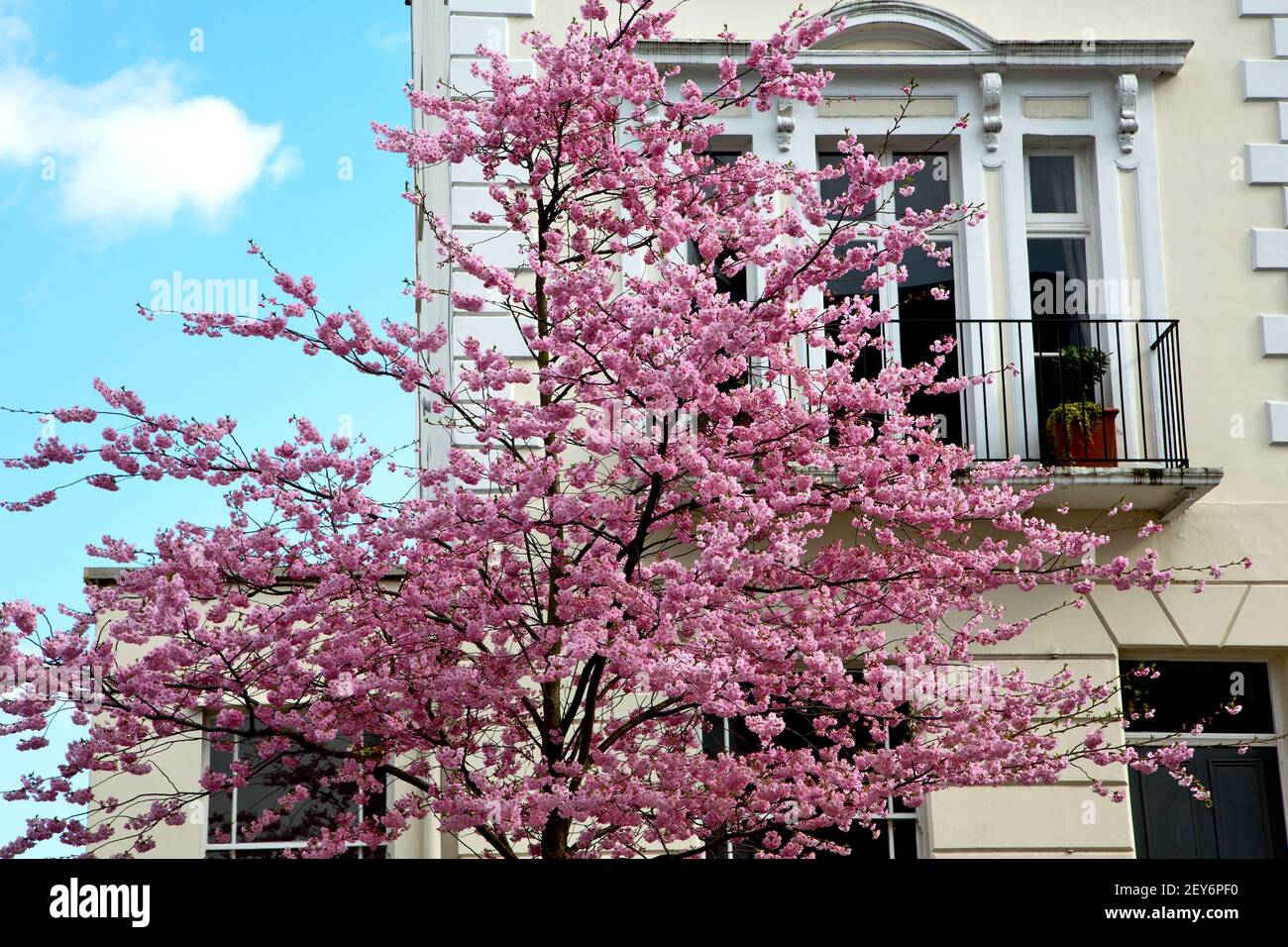 Tree window in europe london and historical Stock Photo - Alamy