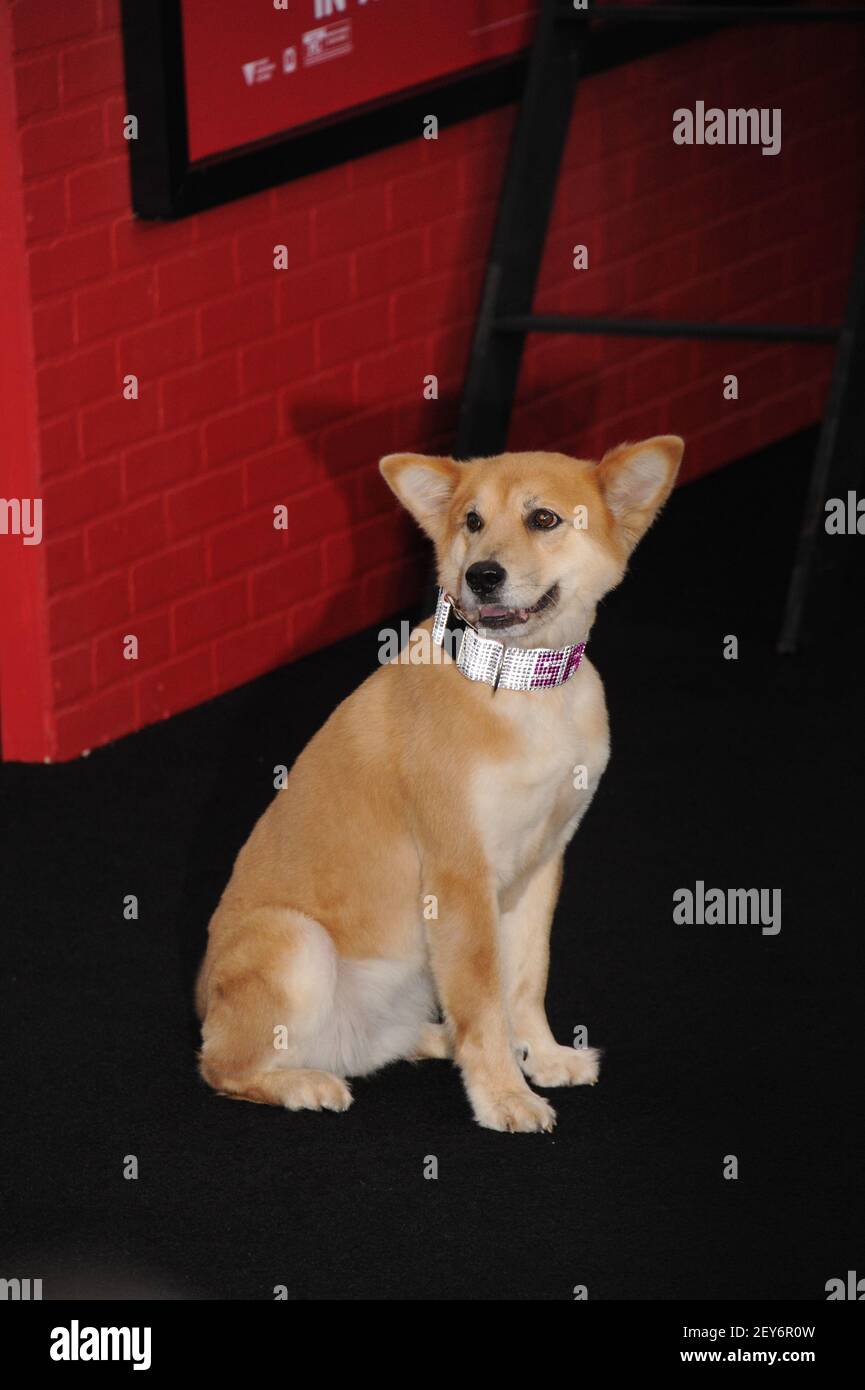 Dog actor Golden Retriver Chow Mix Marti aka Sandy attends the Annie ...