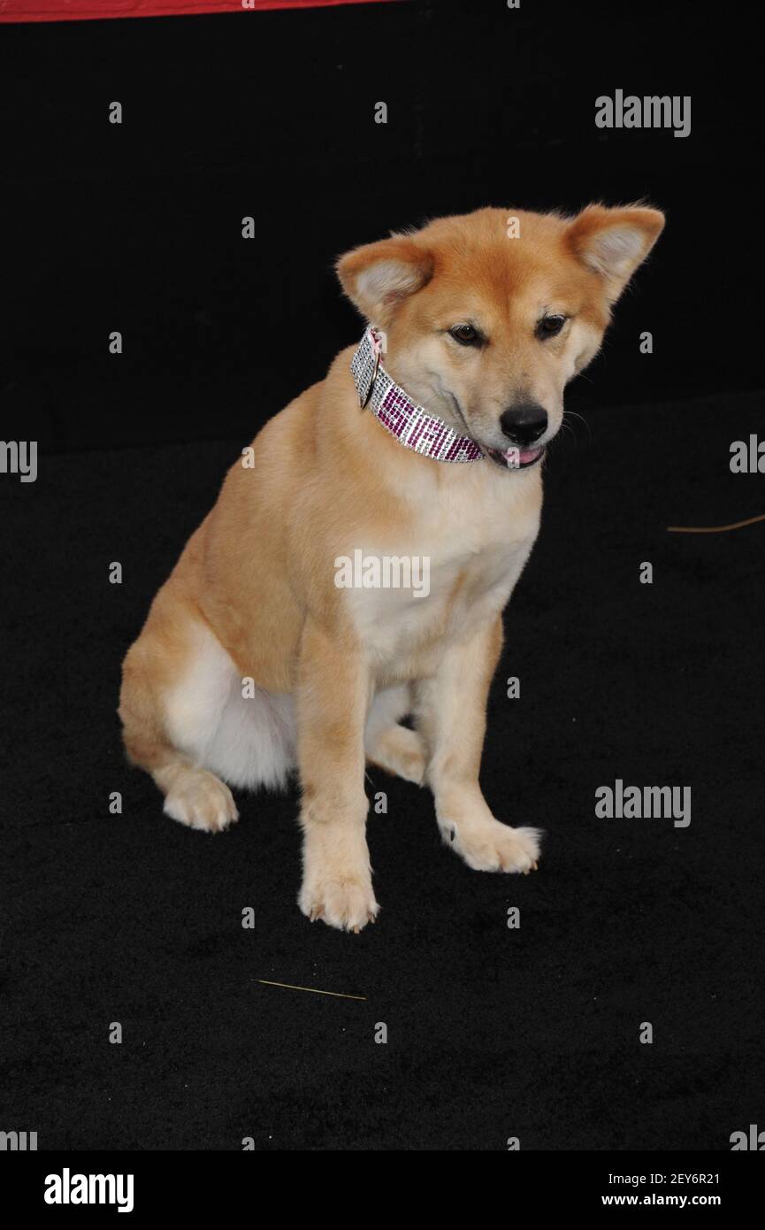 Dog actor Golden Retriver Chow Mix Marti aka Sandy attends the Annie ...