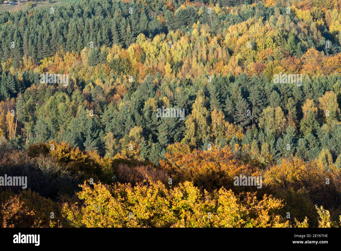 Polish golden autumn in Wiezyca, Poland. October 23rd 2020 © Wojciech ...