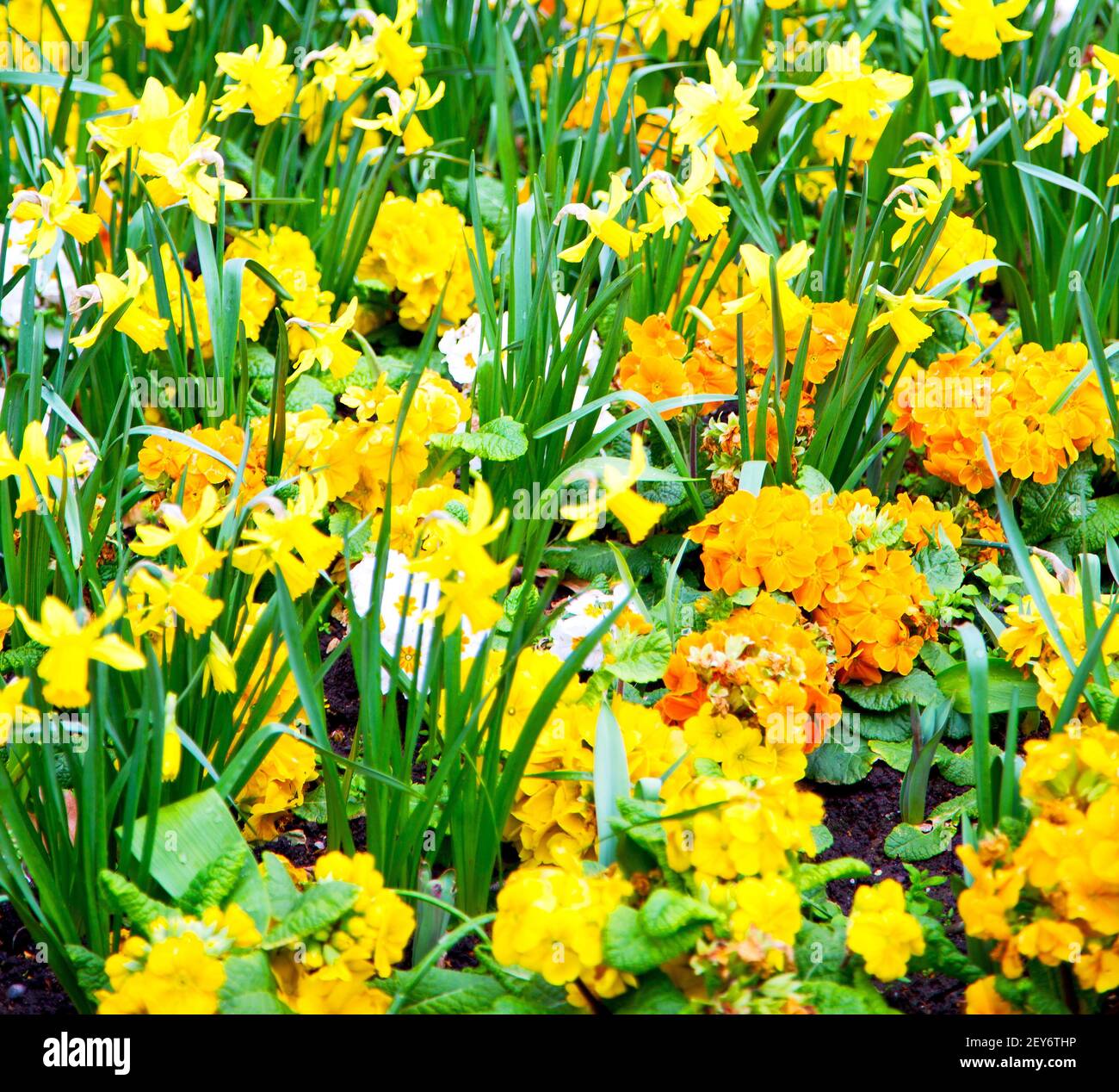 In london yellow flower field nature and spring Stock Photo - Alamy