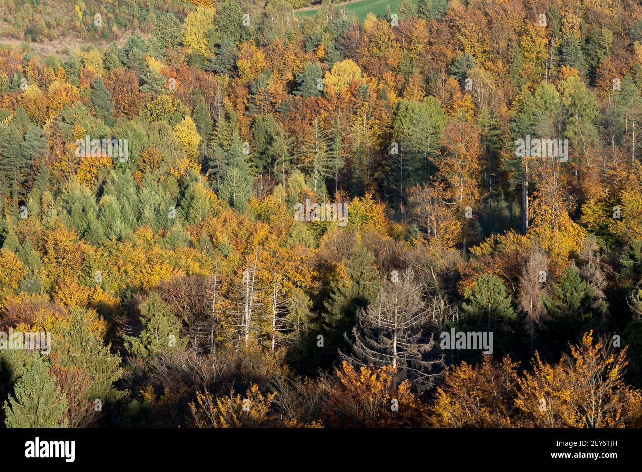 Polish golden autumn in Wiezyca, Poland. October 23rd 2020 © Wojciech ...