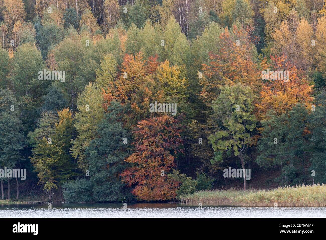 Polish golden autumn in Kashubia region, Poland. October 23rd 2020 ...