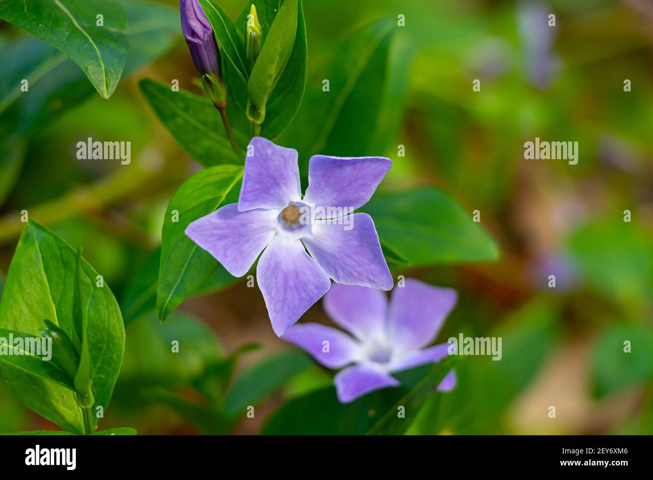 Beautiful purple flower of Vinca Pervinca on background of green leaves ...