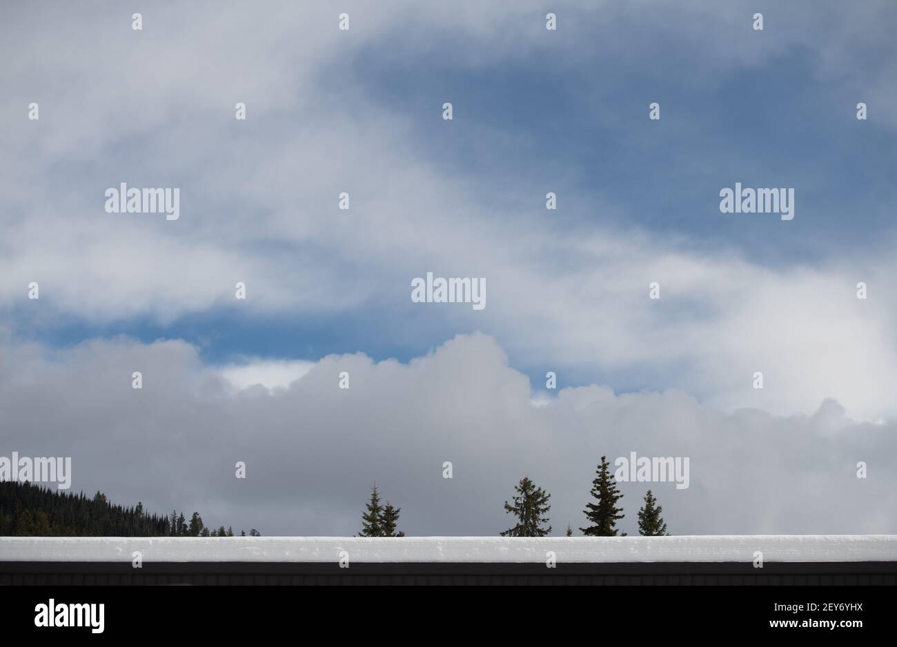 tops of trees with open skies in background with white fluffy clouds in ...