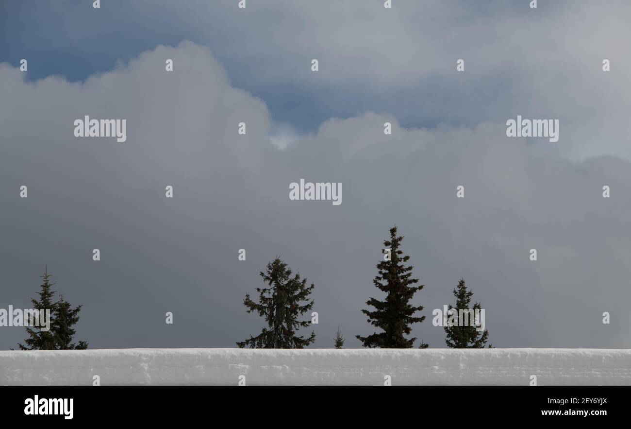 tops of trees with open skies in background with white fluffy clouds in ...