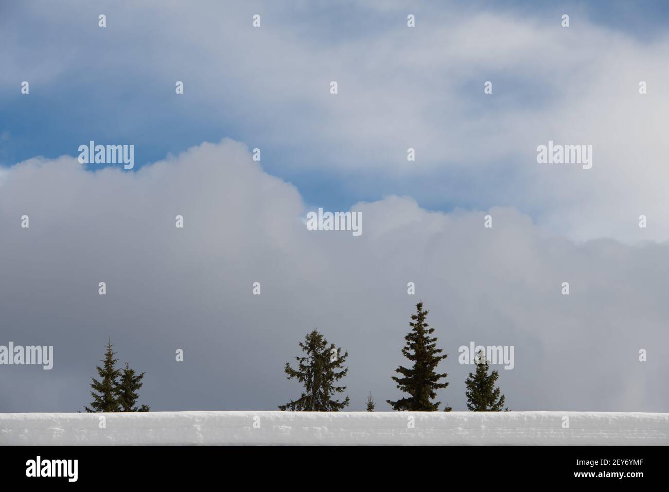 tops of trees with open skies in background with white fluffy clouds in ...