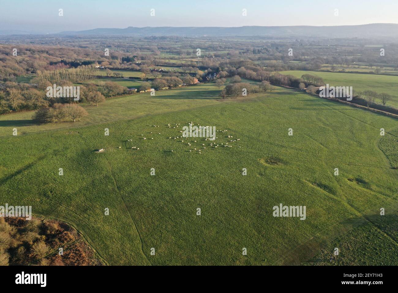 Farm animal in field Stock Photo - Alamy
