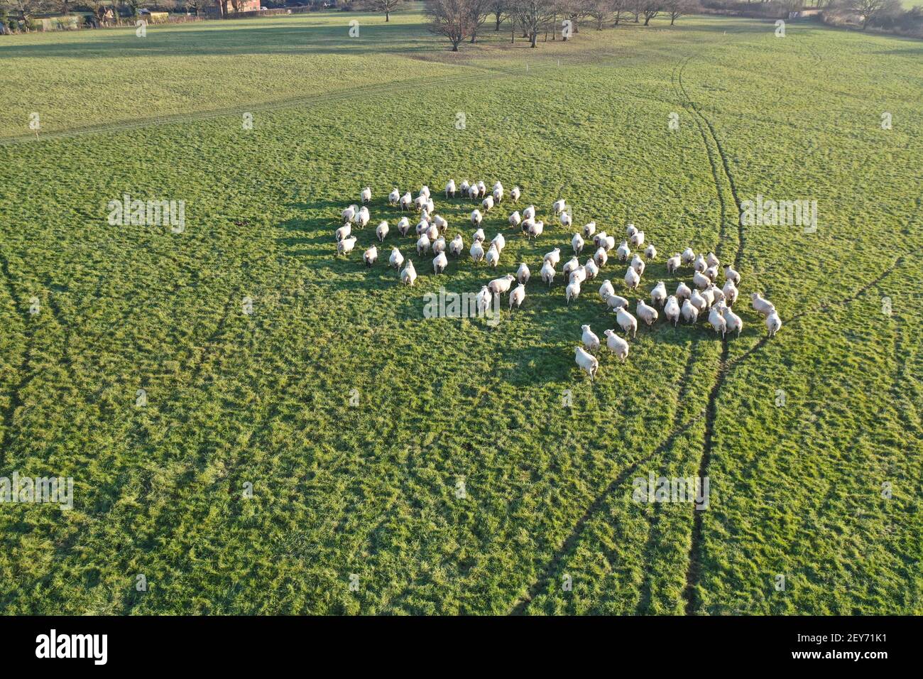 Farm animal in field Stock Photo - Alamy