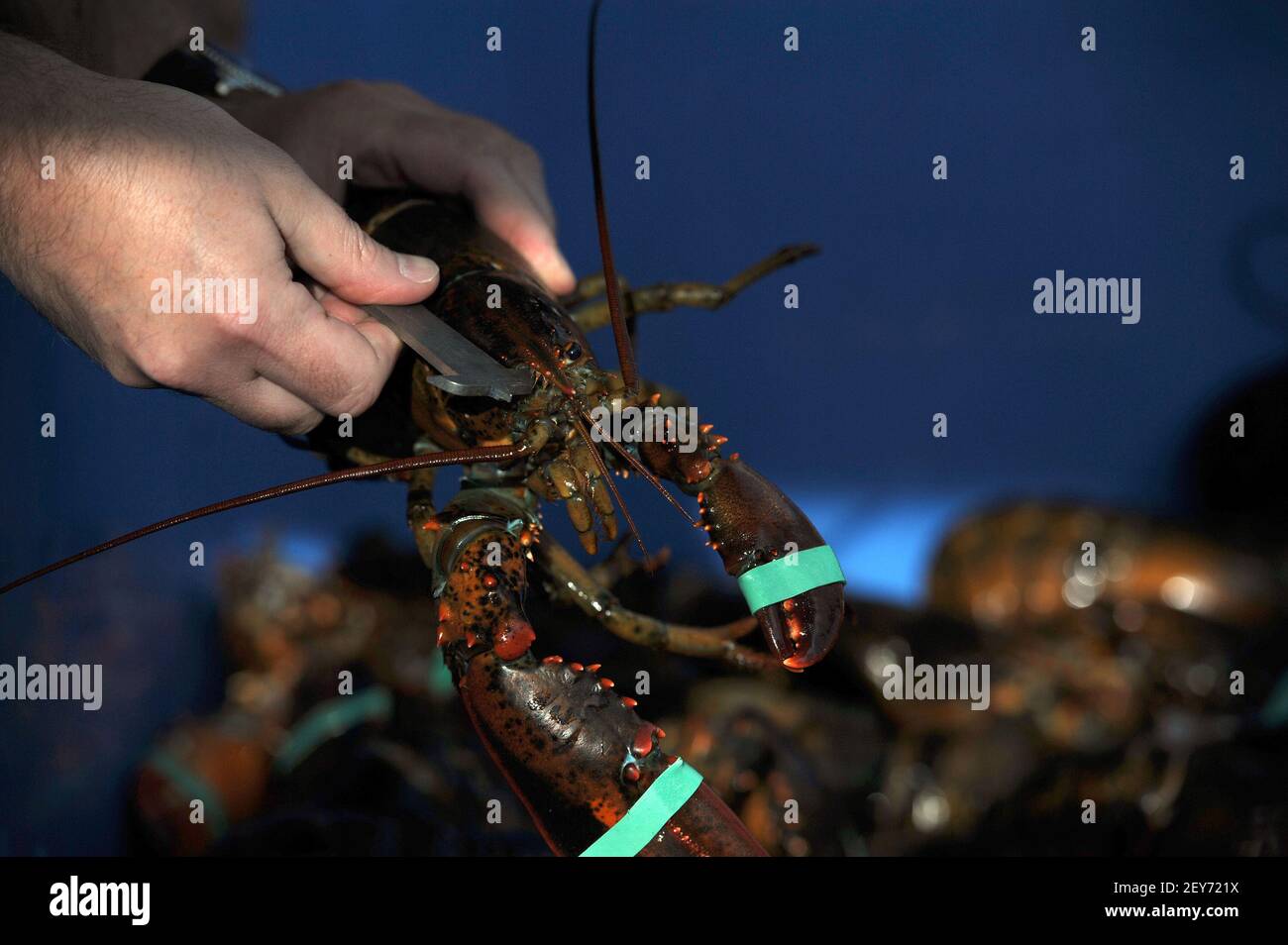 Timothy Wilmarth, National Oceanic and Atmospheric Administration (NOAA ...