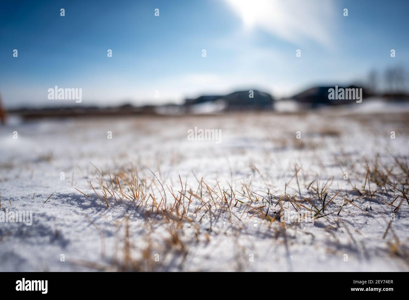 Dead spot in lawn hi-res stock photography and images - Alamy