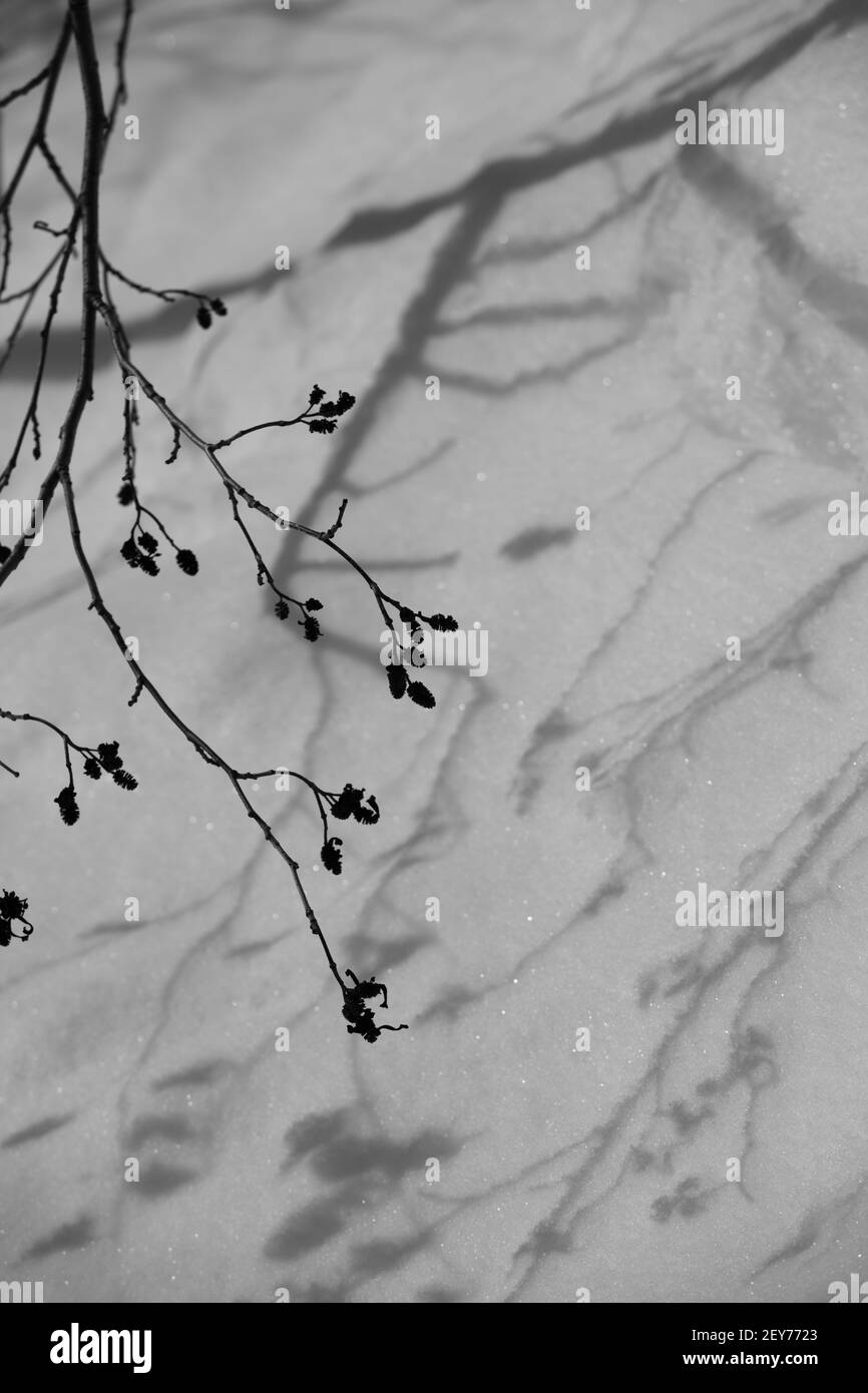 Branches buds on tree Black and White Stock Photos & Images - Alamy