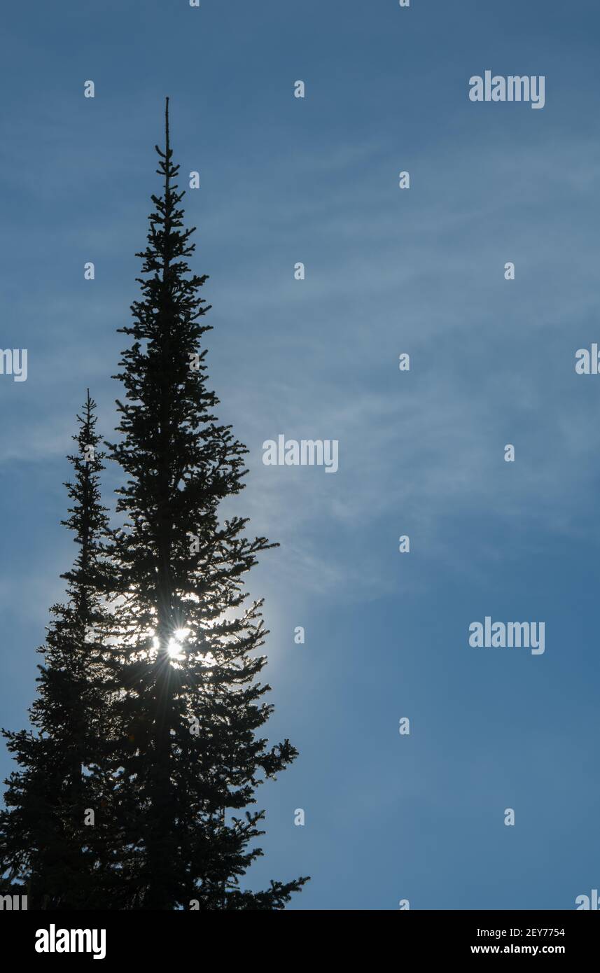 tall tree lodge pole pine silhouetted against open blue sky with wispy ...