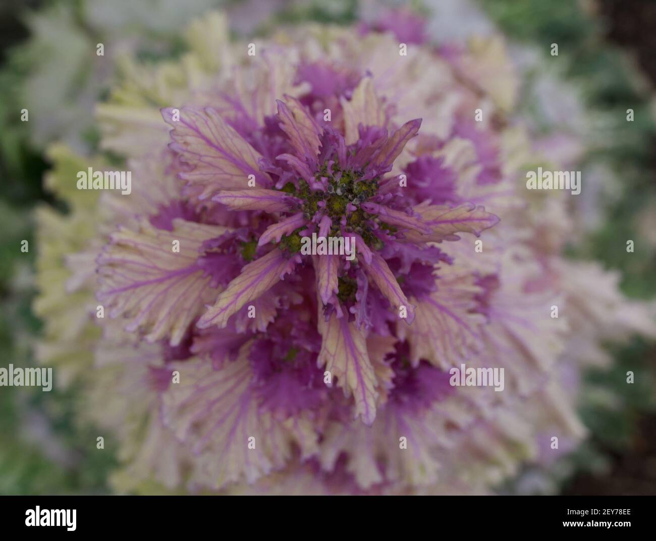 View of pretty ornamental cabbage from above showing pink and cream ...