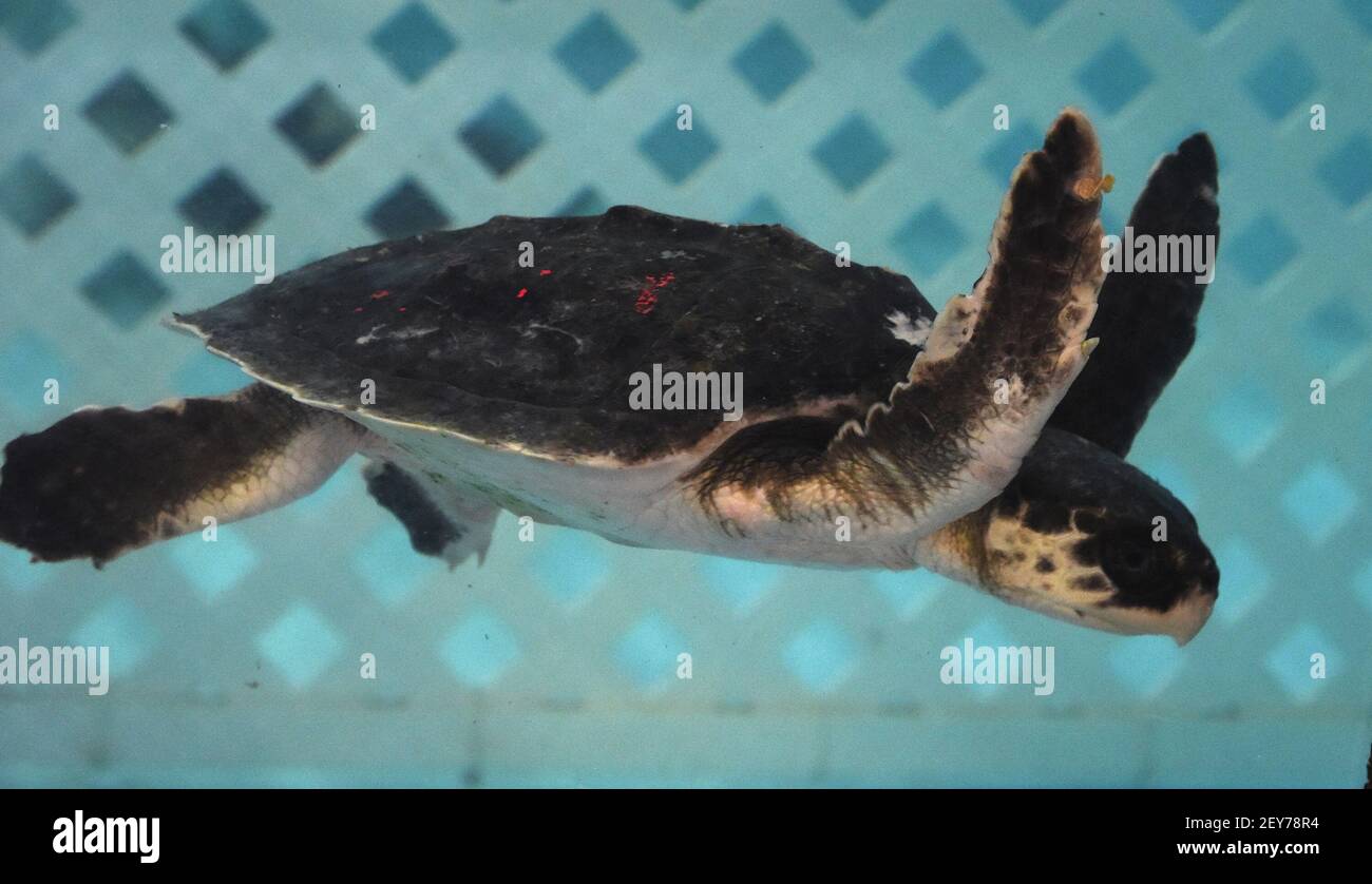 An endangered Kemp's ridley sea turtle undergoing rehabilitation at the ...