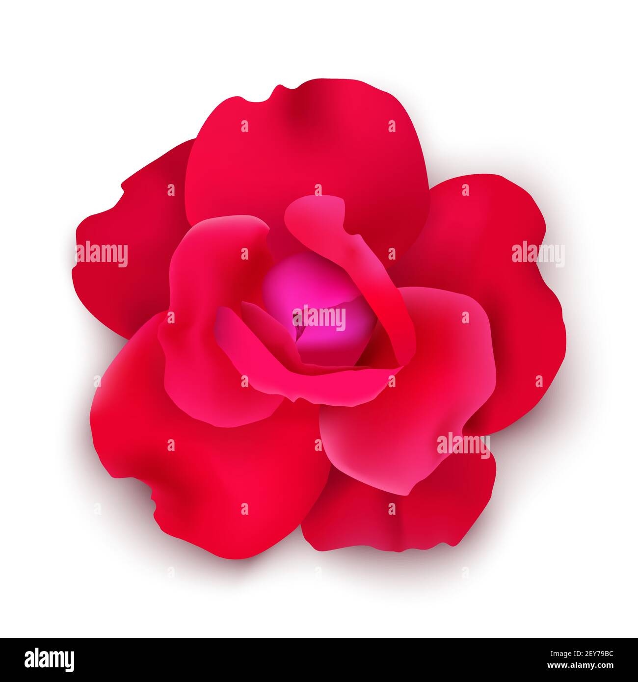 Realistic red rose flower bud isolated on white background. Top view ...