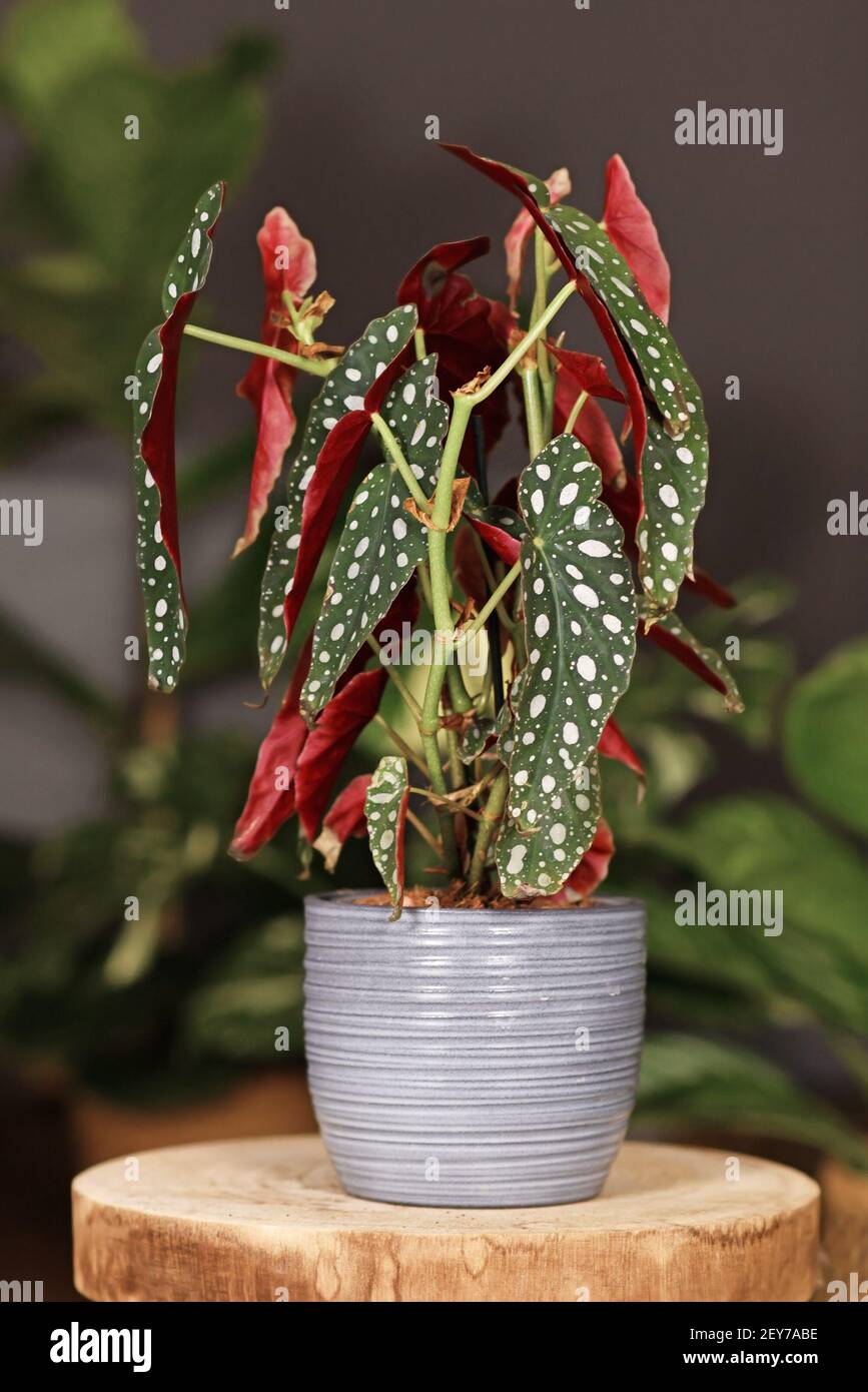 Begonia maculata hi-res stock photography and images - Alamy
