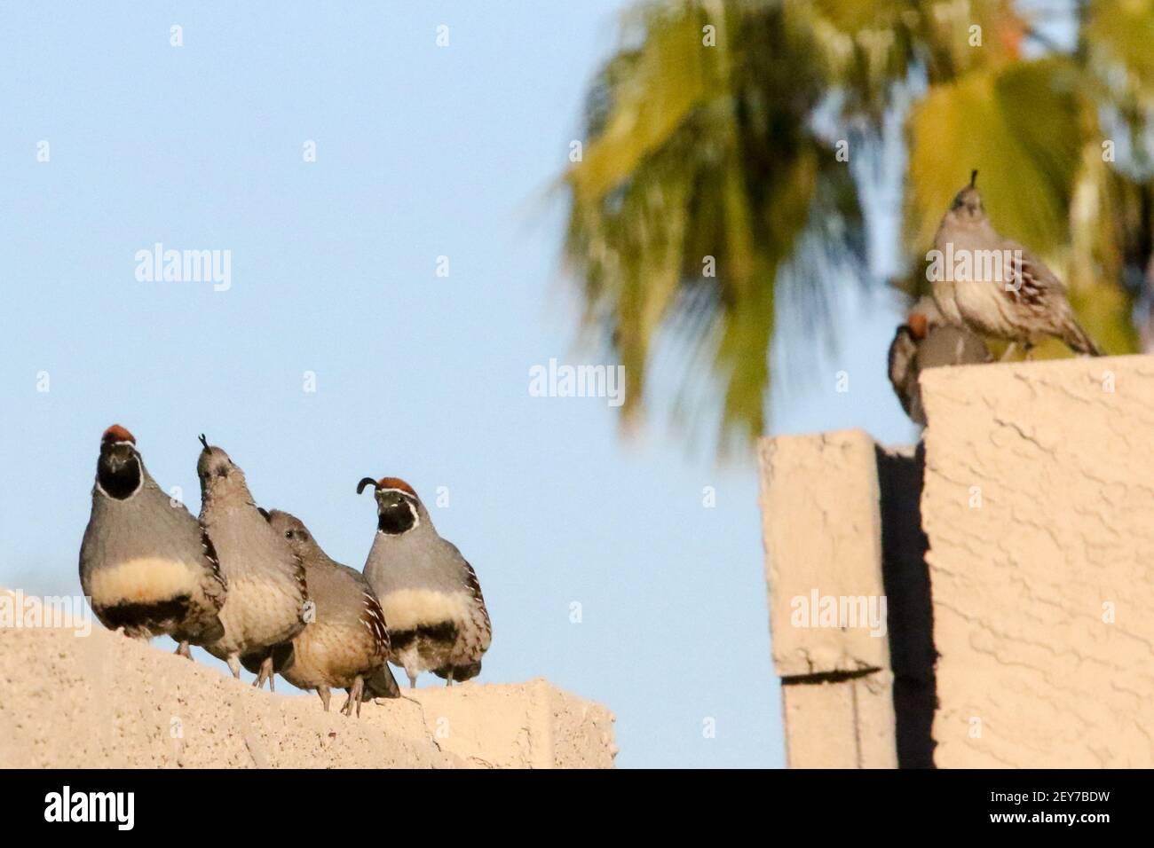 Quail flock hi-res stock photography and images - Alamy