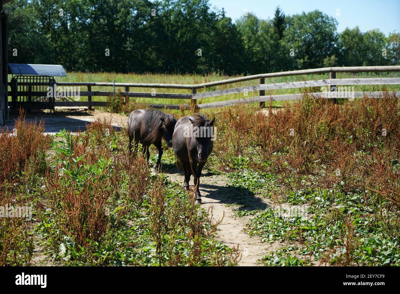 A closeup of horses in a ranch covered in greenery under the sunlight ...