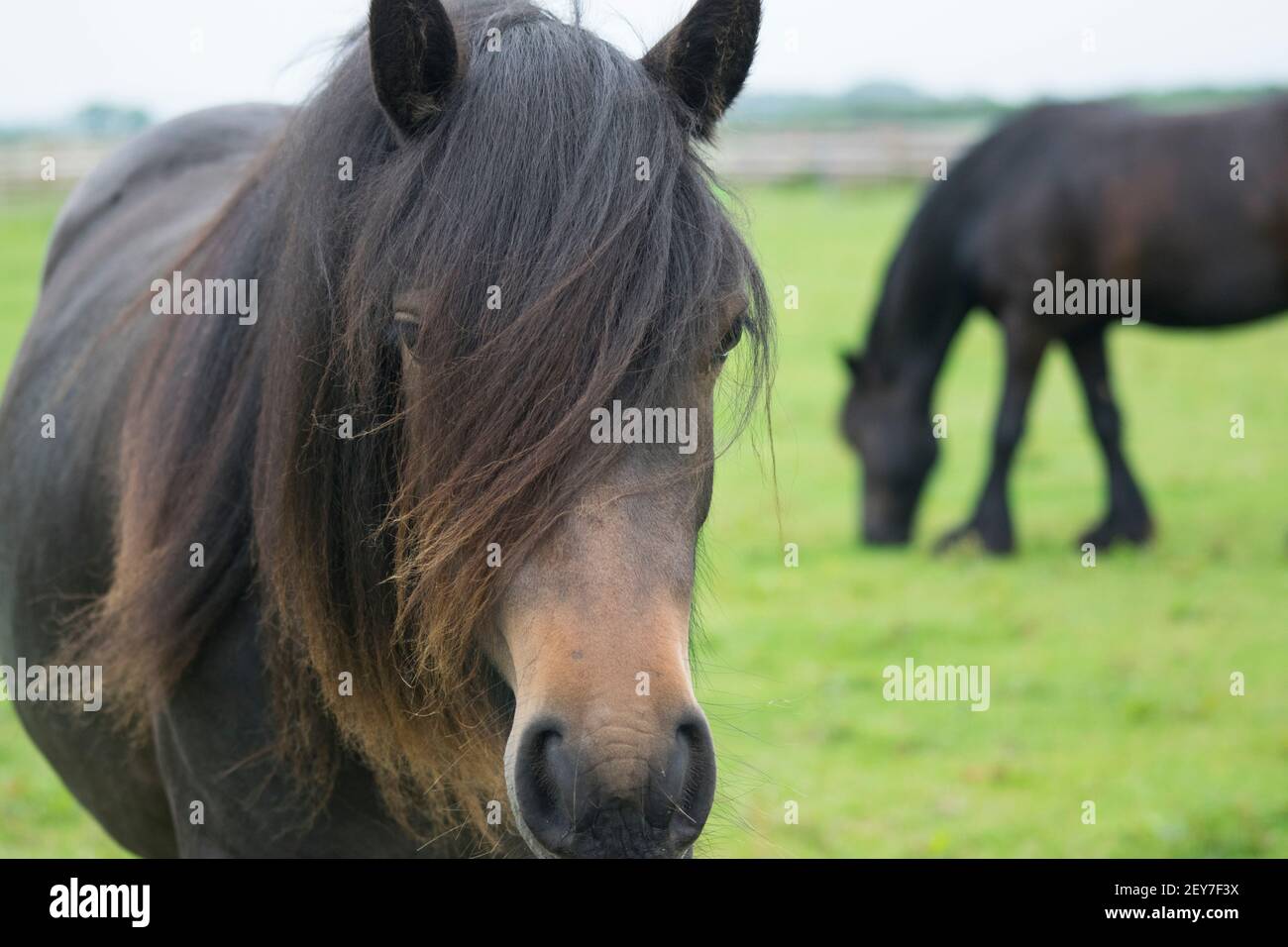 Black mustang horse hi-res stock photography and images - Alamy