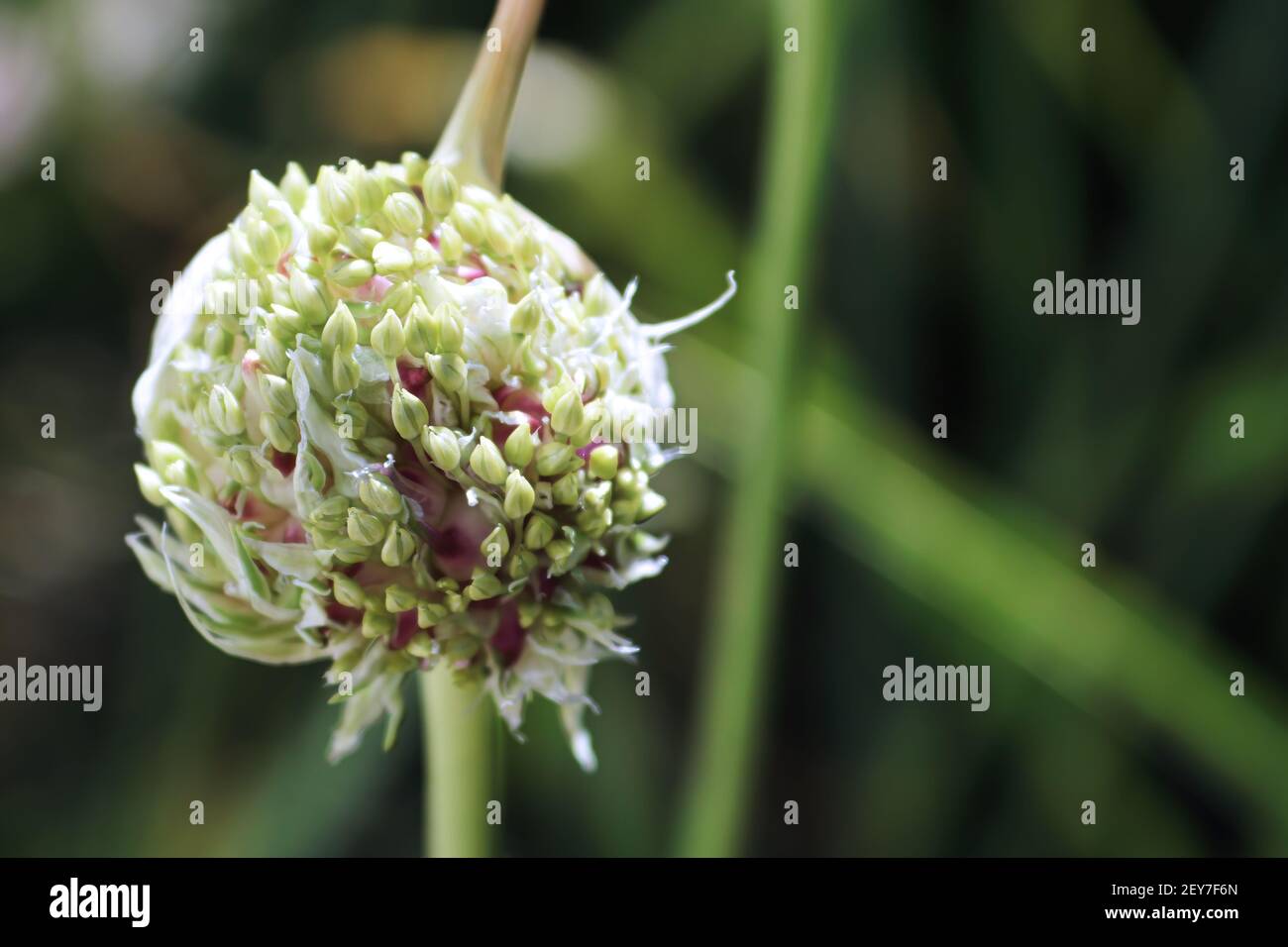A garlic flowering cluster against a green background Stock Photo - Alamy