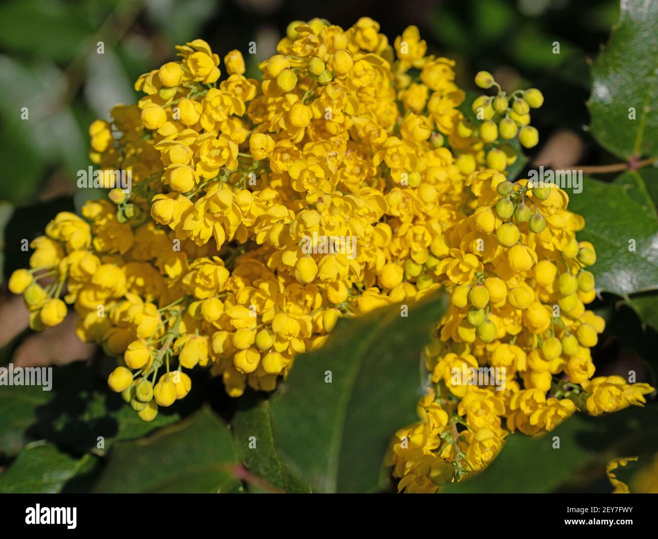 Mahonias hi-res stock photography and images - Alamy