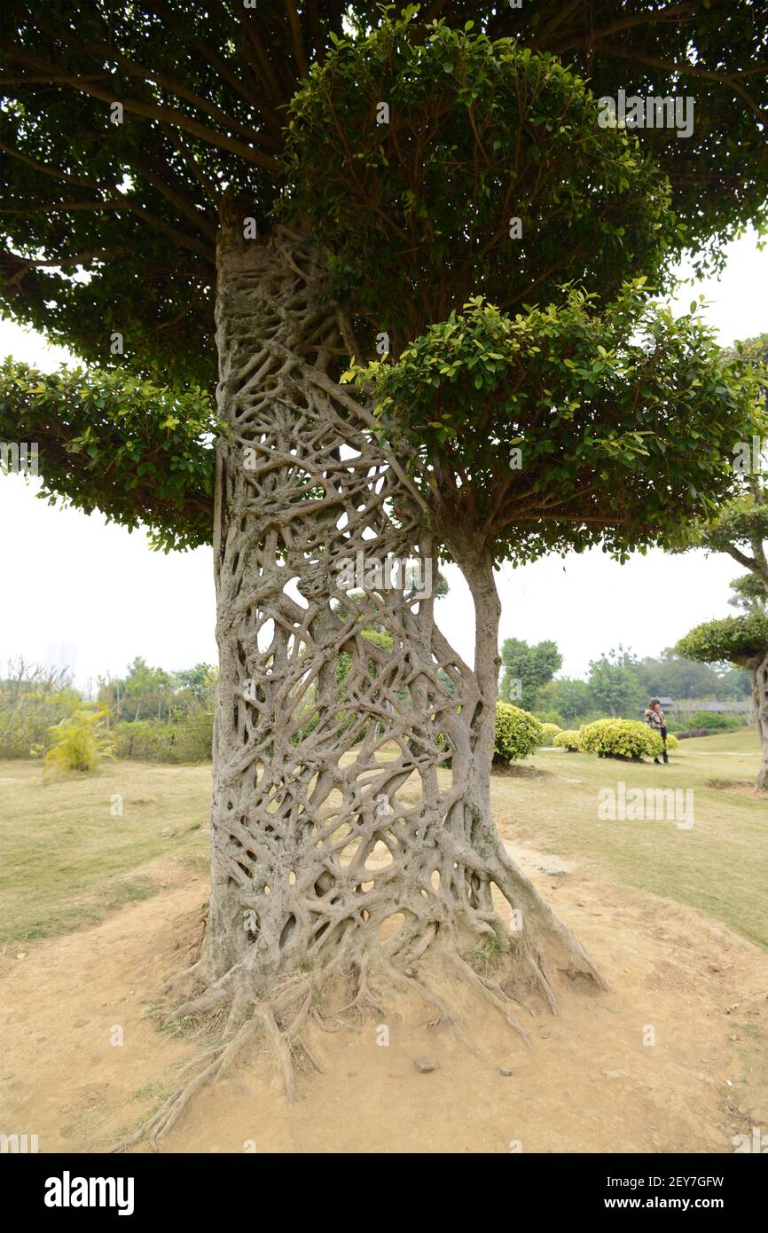 The odd tree's trunk which looks like spider web grows in a park in ...