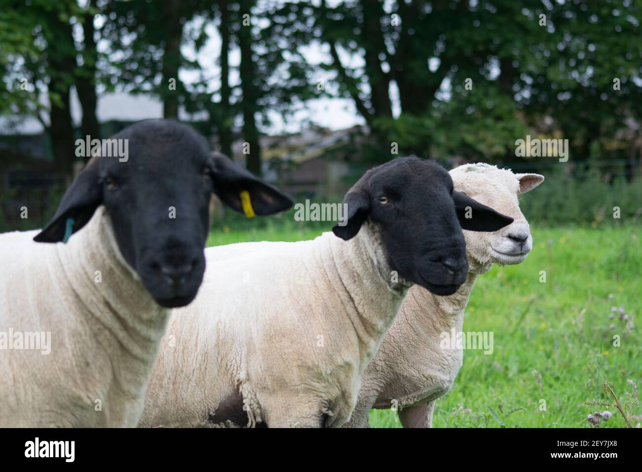 Blackface ram profile hi-res stock photography and images - Alamy