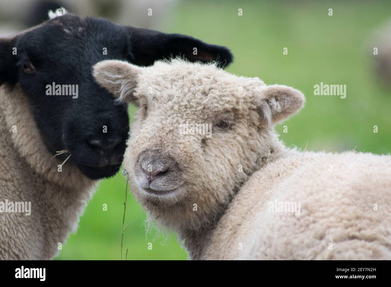 Different sheep hi-res stock photography and images - Alamy
